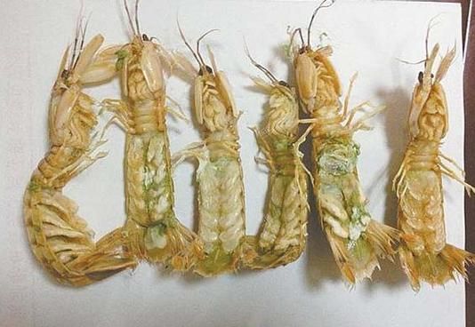 绿虾蛄图片_如何分辨真假-第2张图片-山城妙识