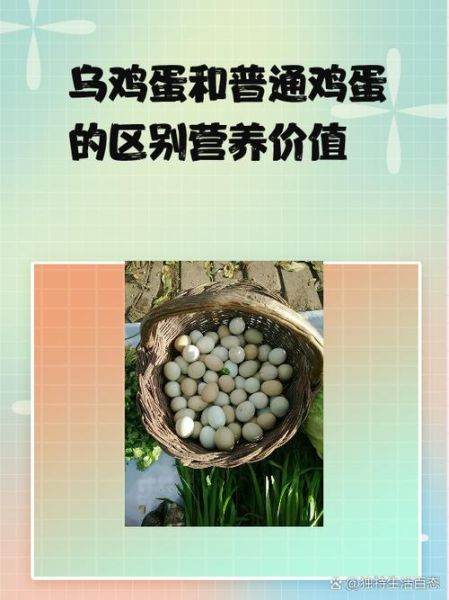 乌鸡蛋的功效与作用_乌鸡蛋和普通鸡蛋的区别-第1张图片-山城妙识
