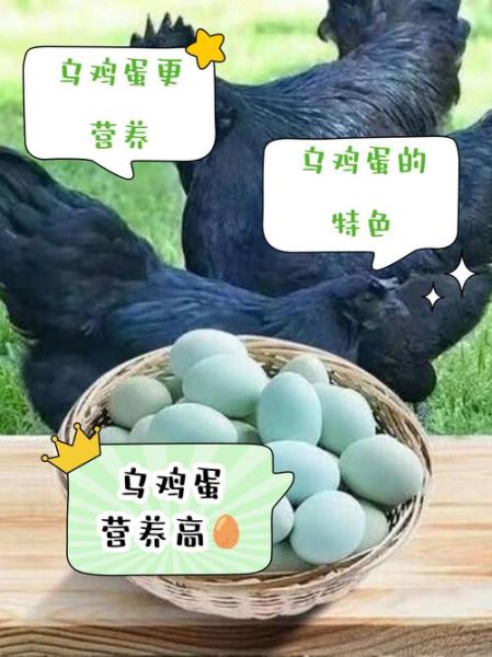 乌鸡蛋的功效与作用_乌鸡蛋和普通鸡蛋的区别-第3张图片-山城妙识