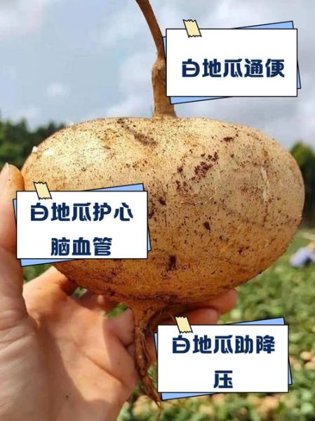 白地瓜生吃有什么好处_白地瓜生吃能减肥吗-第2张图片-山城妙识