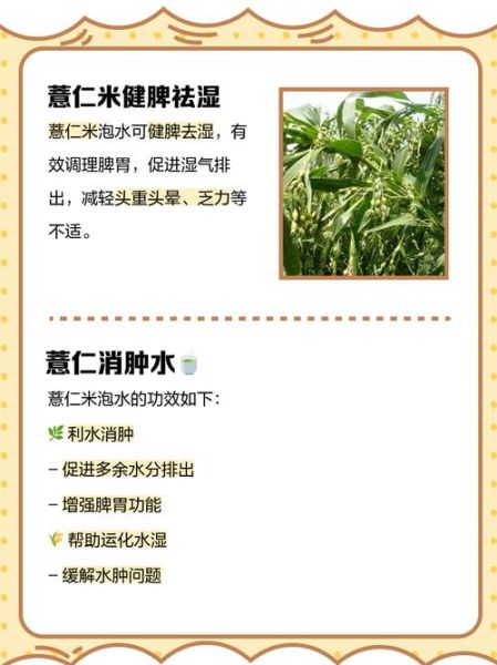 薏仁米怎么泡水喝_薏仁米泡水的正确做法-第1张图片-山城妙识 薏仁米怎么泡水喝_薏仁米泡水的正确做法-第1张图片-山城妙识