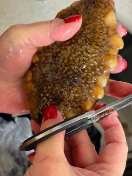 鲜海参多少钱一斤_鲜海参价格为什么差别大-第2张图片-山城妙识 鲜海参多少钱一斤_鲜海参价格为什么差别大-第2张图片-山城妙识