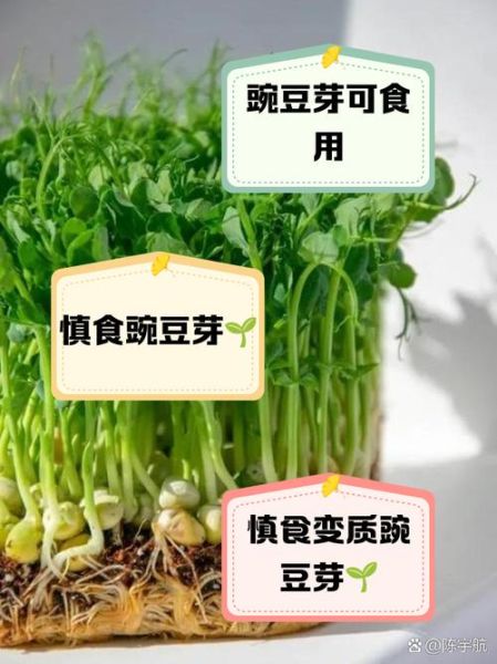豌豆芽的功效与作用_豌豆芽怎么吃最营养-第2张图片-山城妙识 豌豆芽的功效与作用_豌豆芽怎么吃最营养-第2张图片-山城妙识