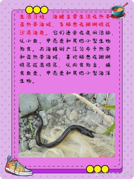 白鳝是海鱼还是淡水鱼_白鳝生长环境揭秘-第3张图片-山城妙识 白鳝是海鱼还是淡水鱼_白鳝生长环境揭秘-第3张图片-山城妙识