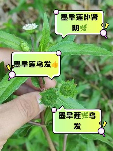 治疗白发最好的方法_白发变黑最有效偏方-第2张图片-山城妙识 治疗白发最好的方法_白发变黑最有效偏方-第2张图片-山城妙识