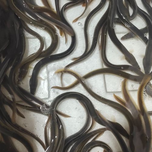 白鳝是海鱼还是淡水鱼_白鳝生长环境揭秘-第2张图片-山城妙识 白鳝是海鱼还是淡水鱼_白鳝生长环境揭秘-第2张图片-山城妙识