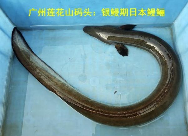 白鳝是海鱼还是淡水鱼_白鳝生长环境揭秘-第1张图片-山城妙识 白鳝是海鱼还是淡水鱼_白鳝生长环境揭秘-第1张图片-山城妙识
