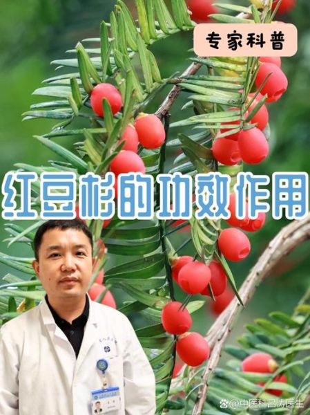 红豆杉的功效与作用_红豆杉真的能抗癌吗-第1张图片-山城妙识 红豆杉的功效与作用_红豆杉真的能抗癌吗-第1张图片-山城妙识