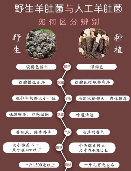 四川省农科院羊肚菌菌种_如何选购与栽培-第1张图片-山城妙识 四川省农科院羊肚菌菌种_如何选购与栽培-第1张图片-山城妙识