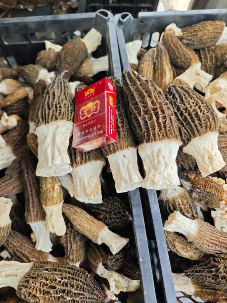 四川省农科院羊肚菌菌种_如何选购与栽培-第2张图片-山城妙识 四川省农科院羊肚菌菌种_如何选购与栽培-第2张图片-山城妙识