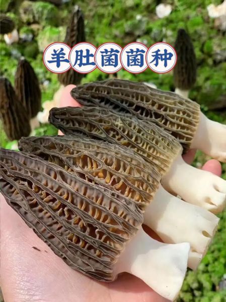 四川省农科院羊肚菌菌种_如何选购与栽培-第3张图片-山城妙识 四川省农科院羊肚菌菌种_如何选购与栽培-第3张图片-山城妙识