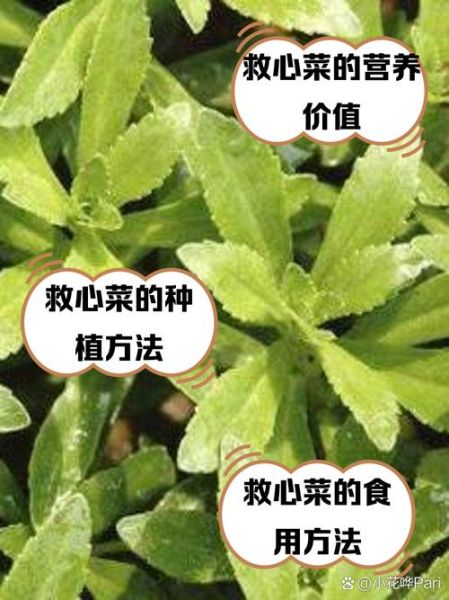 救心菜的功效与作用_救心菜怎么吃降血压-第1张图片-山城妙识 救心菜的功效与作用_救心菜怎么吃降血压-第1张图片-山城妙识