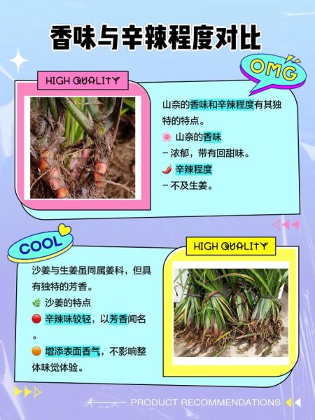 三奈是什么_三奈和沙姜的区别-第1张图片-山城妙识 三奈是什么_三奈和沙姜的区别-第1张图片-山城妙识