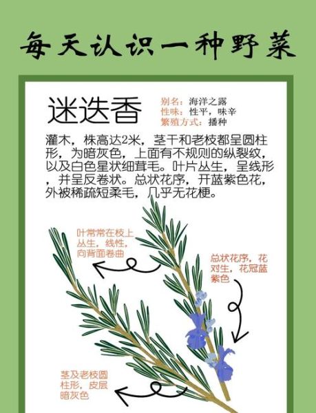 迷迭香殊娓是什么_迷迭香殊娓功效与作用-第1张图片-山城妙识