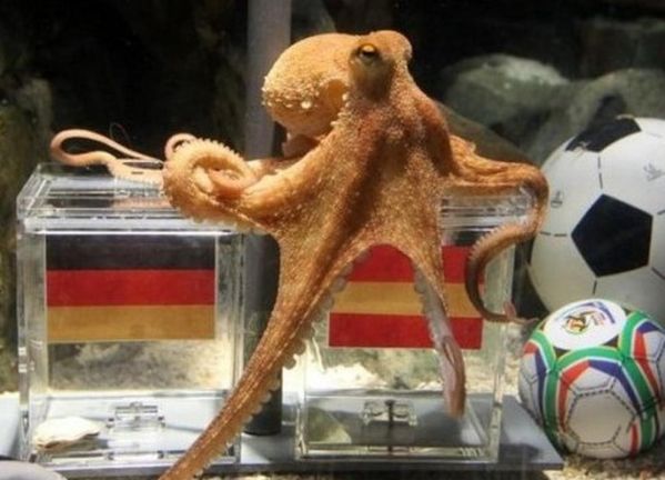 章鱼保罗是什么意思_章鱼保罗预测原理-第1张图片-山城妙识