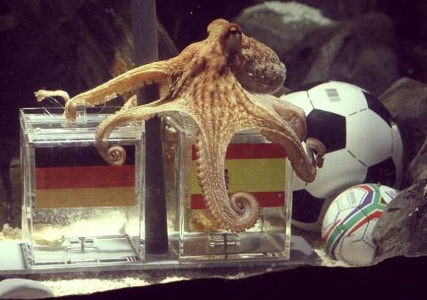 章鱼保罗是什么意思_章鱼保罗预测原理-第3张图片-山城妙识