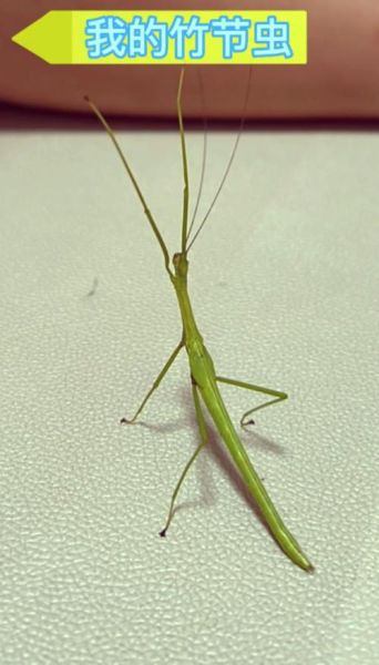 竹节虫目有哪些科_竹节虫目昆虫怎么饲养-第2张图片-山城妙识 竹节虫目有哪些科_竹节虫目昆虫怎么饲养-第2张图片-山城妙识