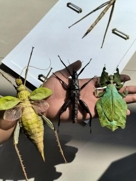 竹节虫目有哪些科_竹节虫目昆虫怎么饲养-第1张图片-山城妙识 竹节虫目有哪些科_竹节虫目昆虫怎么饲养-第1张图片-山城妙识