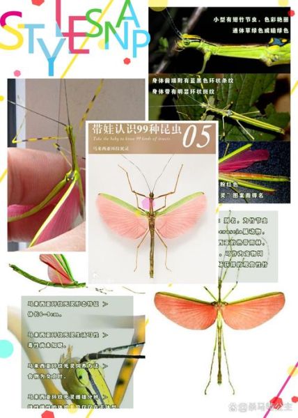 竹节虫目有哪些科_竹节虫目昆虫怎么饲养-第3张图片-山城妙识 竹节虫目有哪些科_竹节虫目昆虫怎么饲养-第3张图片-山城妙识