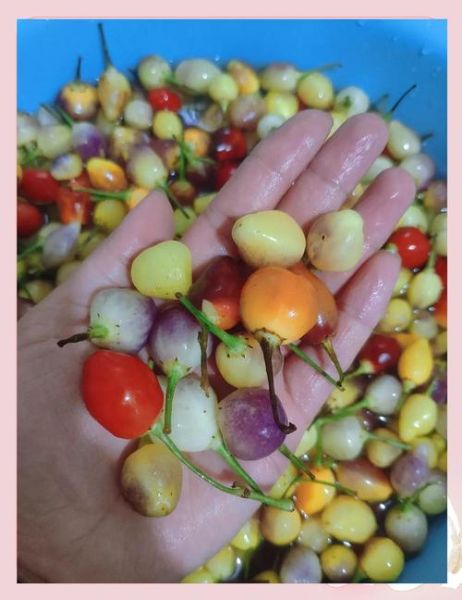 五彩泡椒怎么做_家常五彩泡椒腌制方法-第1张图片-山城妙识