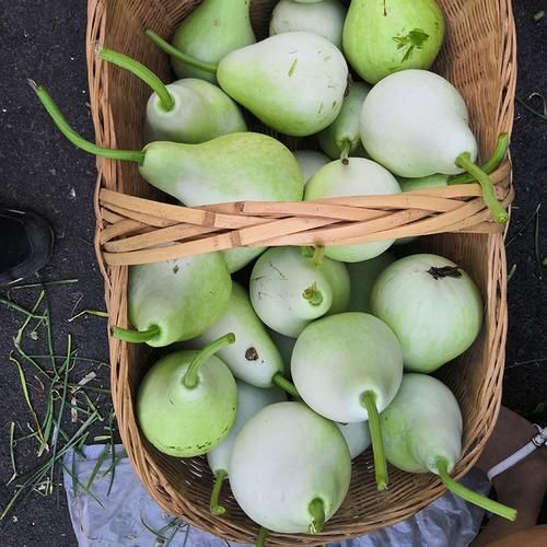 瓠子图片长什么样_如何挑选新鲜瓠子-第2张图片-山城妙识 瓠子图片长什么样_如何挑选新鲜瓠子-第2张图片-山城妙识