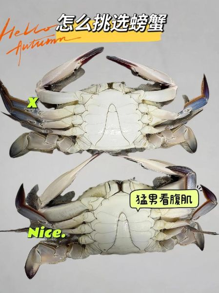 螃蟹怎么挑选_活蟹新鲜度怎么看-第3张图片-山城妙识 螃蟹怎么挑选_活蟹新鲜度怎么看-第3张图片-山城妙识