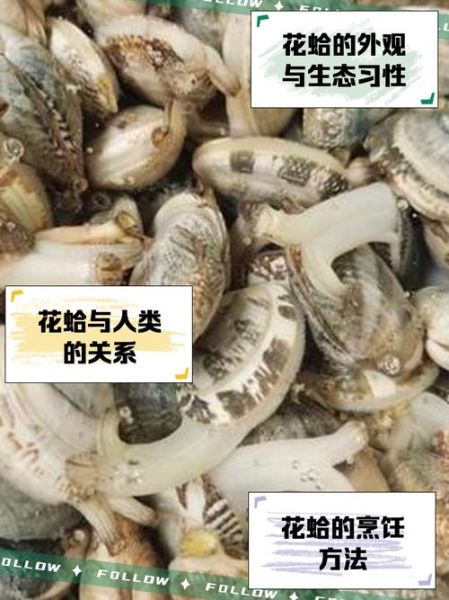 花蛤的营养价值_花蛤的功效与作用-第3张图片-山城妙识 花蛤的营养价值_花蛤的功效与作用-第3张图片-山城妙识