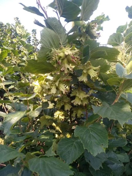 榛子是什么树的果实_榛子树长什么样-第1张图片-山城妙识