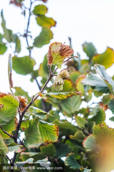榛子是什么树的果实_榛子树长什么样-第3张图片-山城妙识