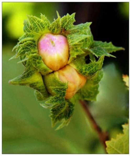 榛子是什么树的果实_榛子树长什么样-第2张图片-山城妙识