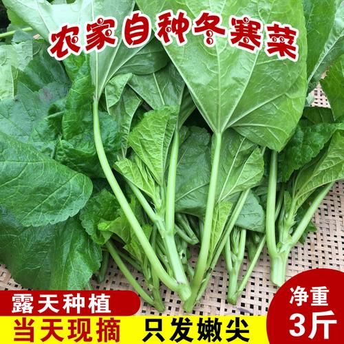 大寒吃什么蔬菜好_冬季养生蔬菜推荐-第2张图片-山城妙识