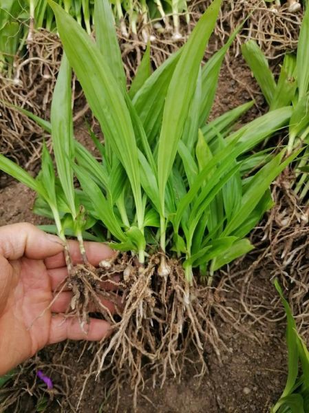 白芨图片长什么样_如何辨别真假白芨-第2张图片-山城妙识