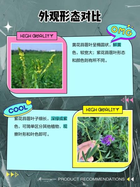 苜蓿草是什么草_苜蓿草和紫花苜蓿的区别-第1张图片-山城妙识 苜蓿草是什么草_苜蓿草和紫花苜蓿的区别-第1张图片-山城妙识