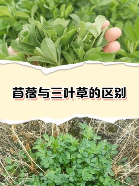 苜蓿草是什么草_苜蓿草和紫花苜蓿的区别-第3张图片-山城妙识 苜蓿草是什么草_苜蓿草和紫花苜蓿的区别-第3张图片-山城妙识