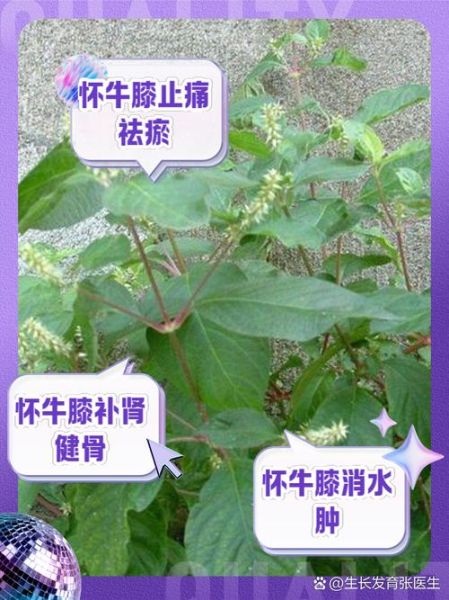 牛膝圆是哪个部位_牛膝圆的功效与作用-第1张图片-山城妙识