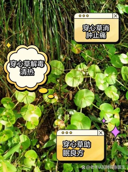 穿心莲图片长什么样_穿心莲的功效与作用有哪些-第3张图片-山城妙识 穿心莲图片长什么样_穿心莲的功效与作用有哪些-第3张图片-山城妙识