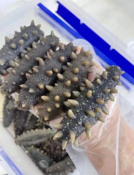 半干海参怎么泡发_半干海参泡发多久-第3张图片-山城妙识 半干海参怎么泡发_半干海参泡发多久-第3张图片-山城妙识