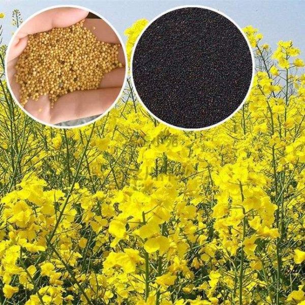 油菜籽什么时候播种_最佳播种时间-第3张图片-山城妙识