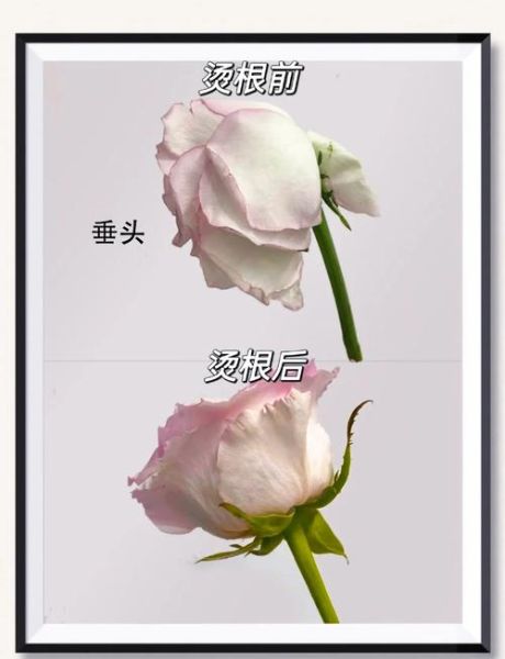 玫瑰花怎么养才不会枯萎_玫瑰枯萎原因及解决方法-第1张图片-山城妙识 玫瑰花怎么养才不会枯萎_玫瑰枯萎原因及解决方法-第1张图片-山城妙识