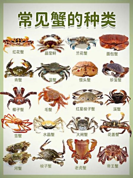 螃蟹吃什么食物为主_家养螃蟹喂什么最好-第1张图片-山城妙识