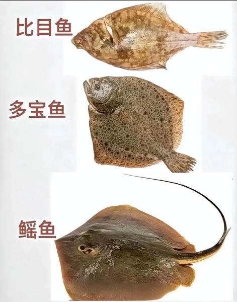 海鱼大全图片_如何识别常见海鱼-第3张图片-山城妙识 海鱼大全图片_如何识别常见海鱼-第3张图片-山城妙识