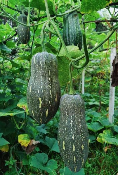 长南瓜图片大全_长南瓜品种有哪些-第1张图片-山城妙识 长南瓜图片大全_长南瓜品种有哪些-第1张图片-山城妙识