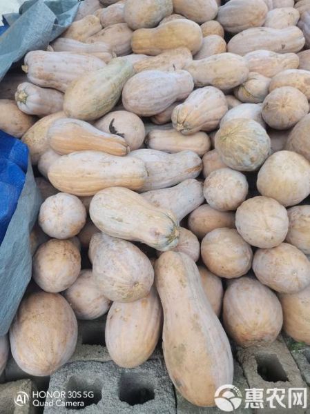 长南瓜图片大全_长南瓜品种有哪些-第3张图片-山城妙识 长南瓜图片大全_长南瓜品种有哪些-第3张图片-山城妙识
