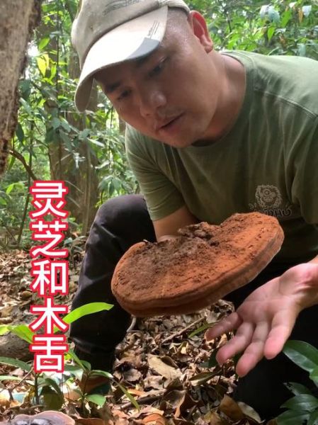 灵芝菇图片_如何辨别真假-第1张图片-山城妙识 灵芝菇图片_如何辨别真假-第1张图片-山城妙识