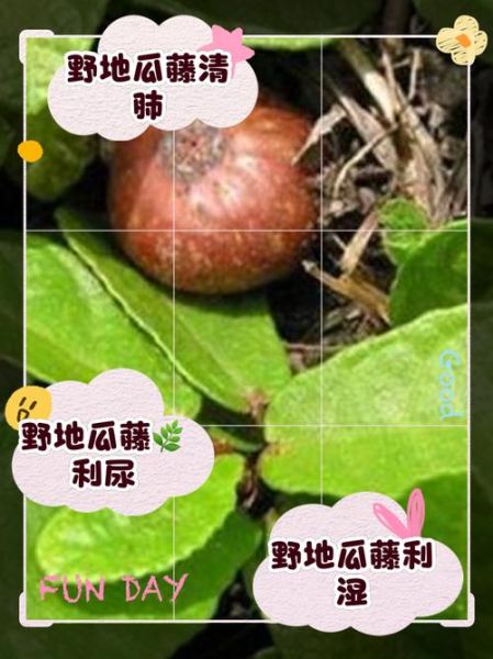 野地瓜学名是什么_野地瓜药用价值有哪些-第1张图片-山城妙识