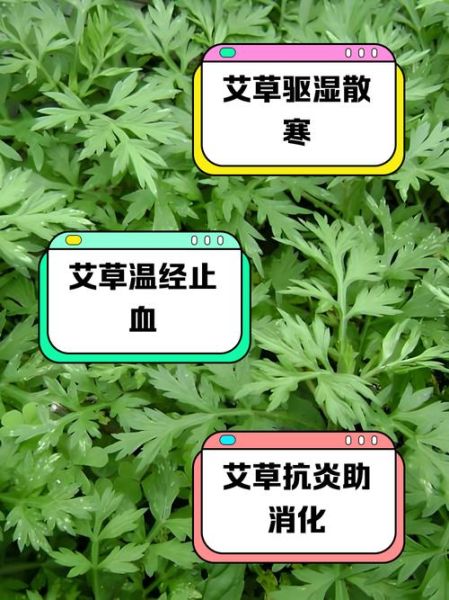 艾草怎么治妇科炎症_艾草治妇科炎症怎么用-第2张图片-山城妙识