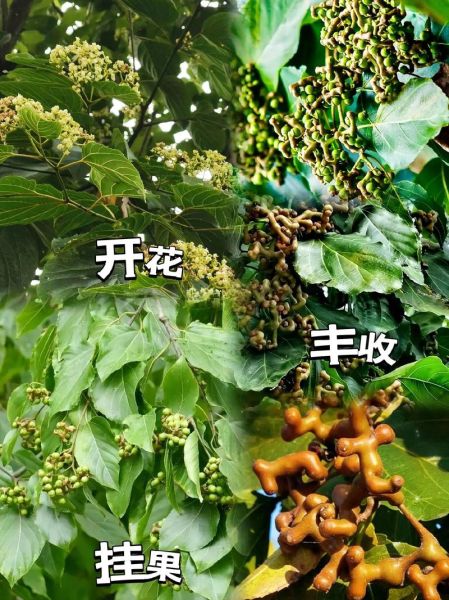 拐枣子的功效与作用_拐枣子怎么吃效果最好-第3张图片-山城妙识 拐枣子的功效与作用_拐枣子怎么吃效果最好-第3张图片-山城妙识