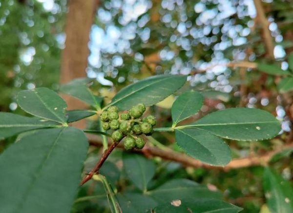 野花椒根的功效与作用_野花椒根怎么使用-第3张图片-山城妙识