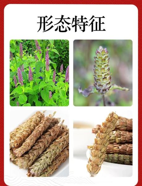 夏枯草口服液功效与作用_夏枯草口服液说明书-第1张图片-山城妙识 夏枯草口服液功效与作用_夏枯草口服液说明书-第1张图片-山城妙识