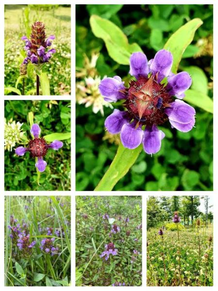 夏枯草口服液功效与作用_夏枯草口服液说明书-第2张图片-山城妙识 夏枯草口服液功效与作用_夏枯草口服液说明书-第2张图片-山城妙识